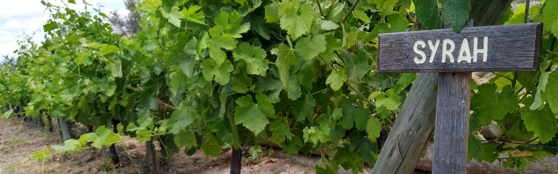 Dia Do Syrah: Os Segredos De Uma Cepa Para Entendidos